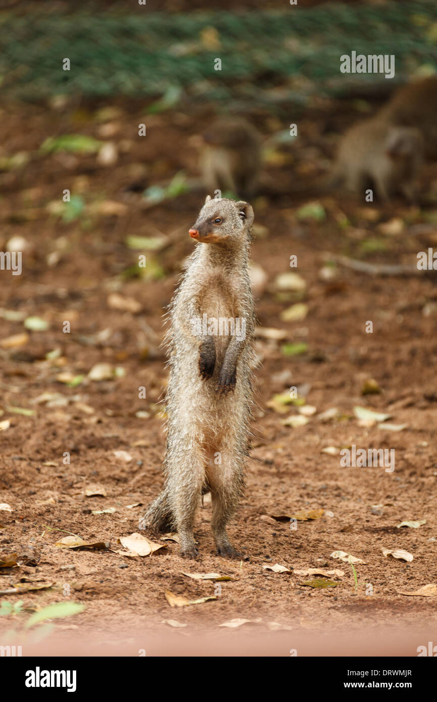 Close up of Meerkat standing up on his two hind legs Stock Photo - Alamy