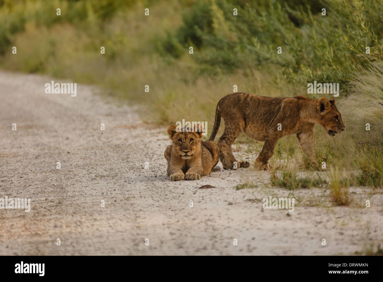 Lion cubs playing with male hi-res stock photography and images - Alamy