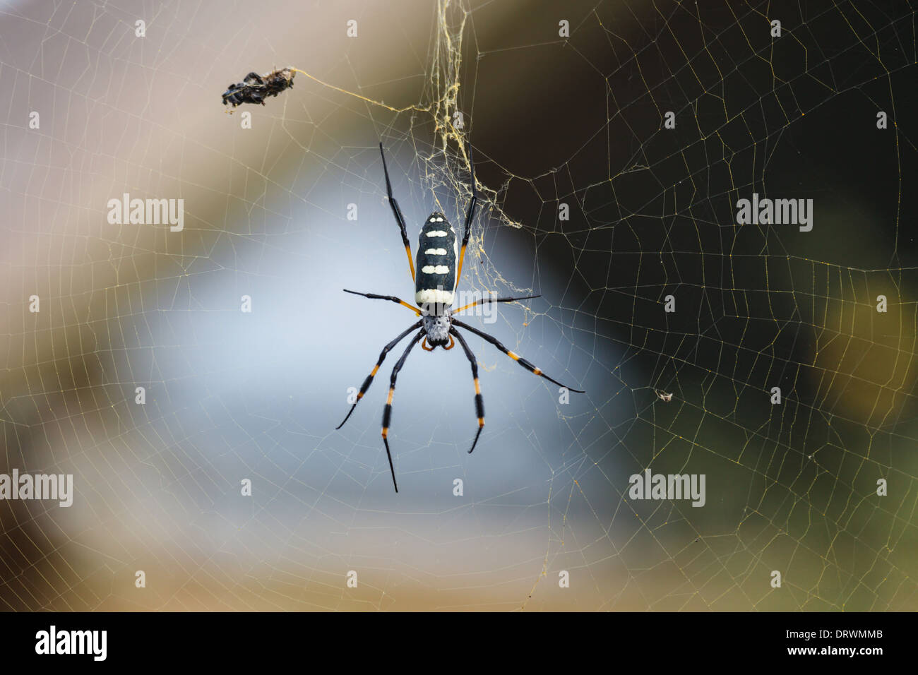 black and white spider with yellow banded legs on its web next to the ...