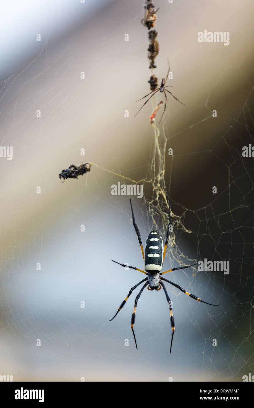 black and white spider with yellow banded legs sits on the invisible ...