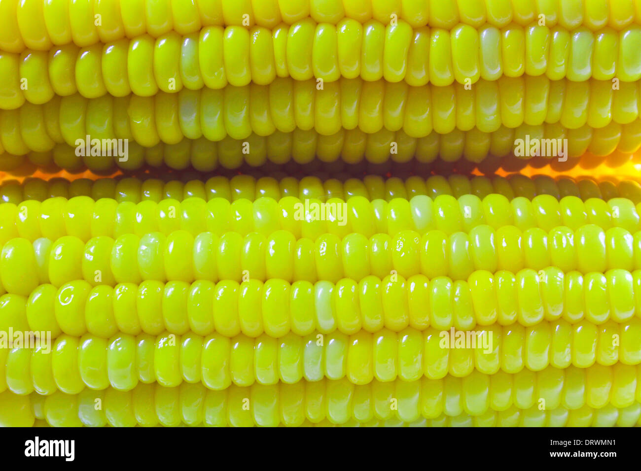 Boiled corn cobs isolated on white background Stock Photo - Alamy