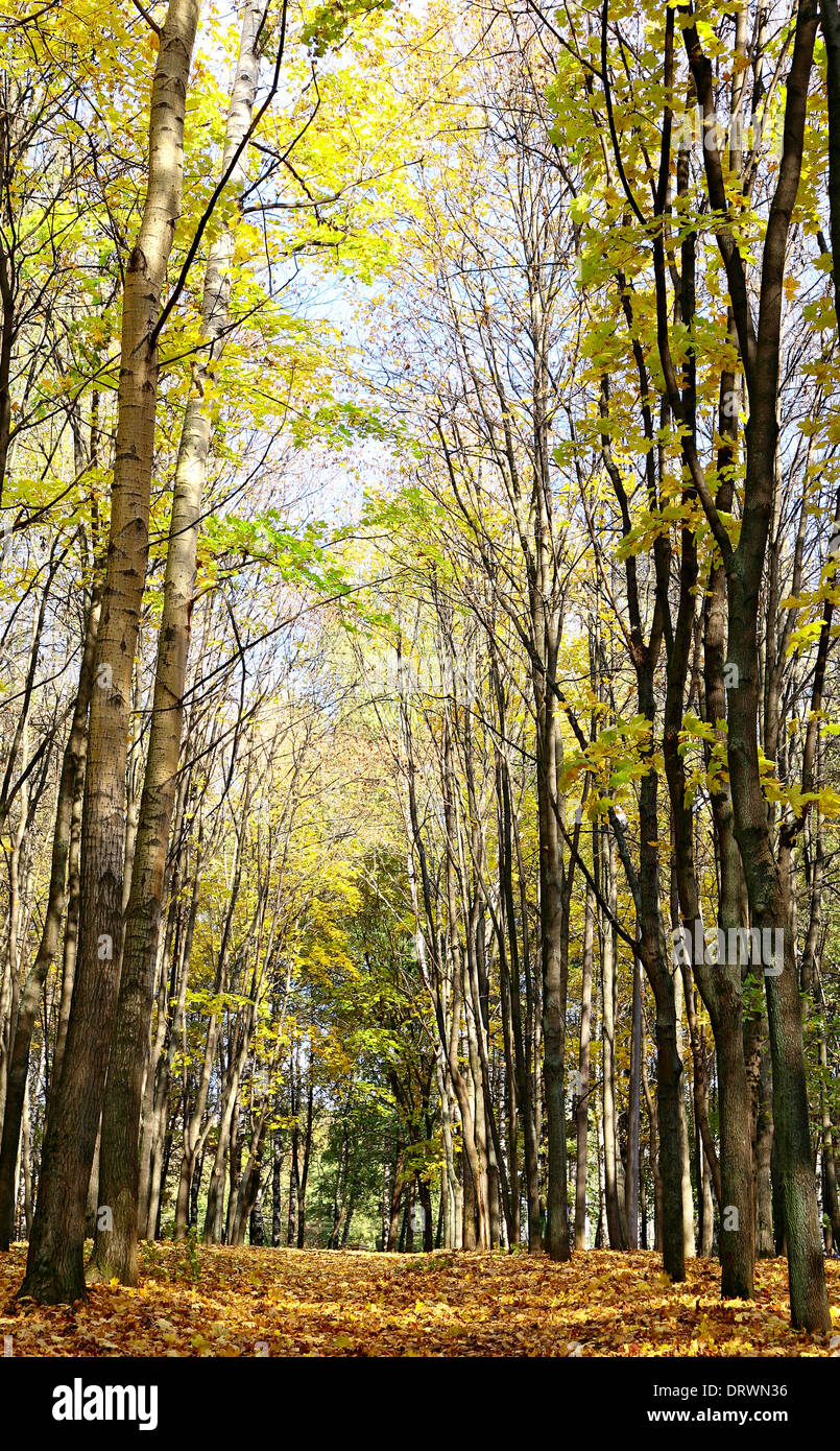 Sunny trees path hi-res stock photography and images - Alamy