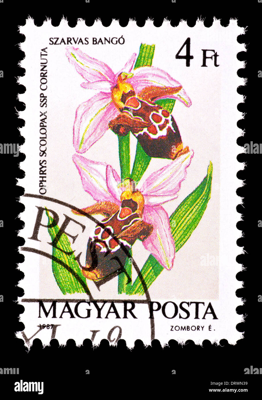 Postage stamp from Hungary depicting a woodcock- bee orchid (Ophrys ...