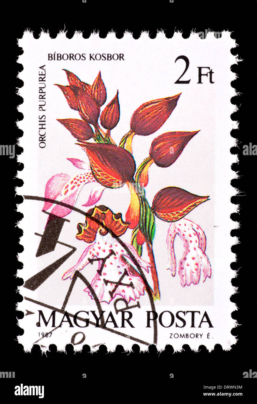 Postage stamp from Hungary depicting a lady orchid (Orchis purpurea) in ...