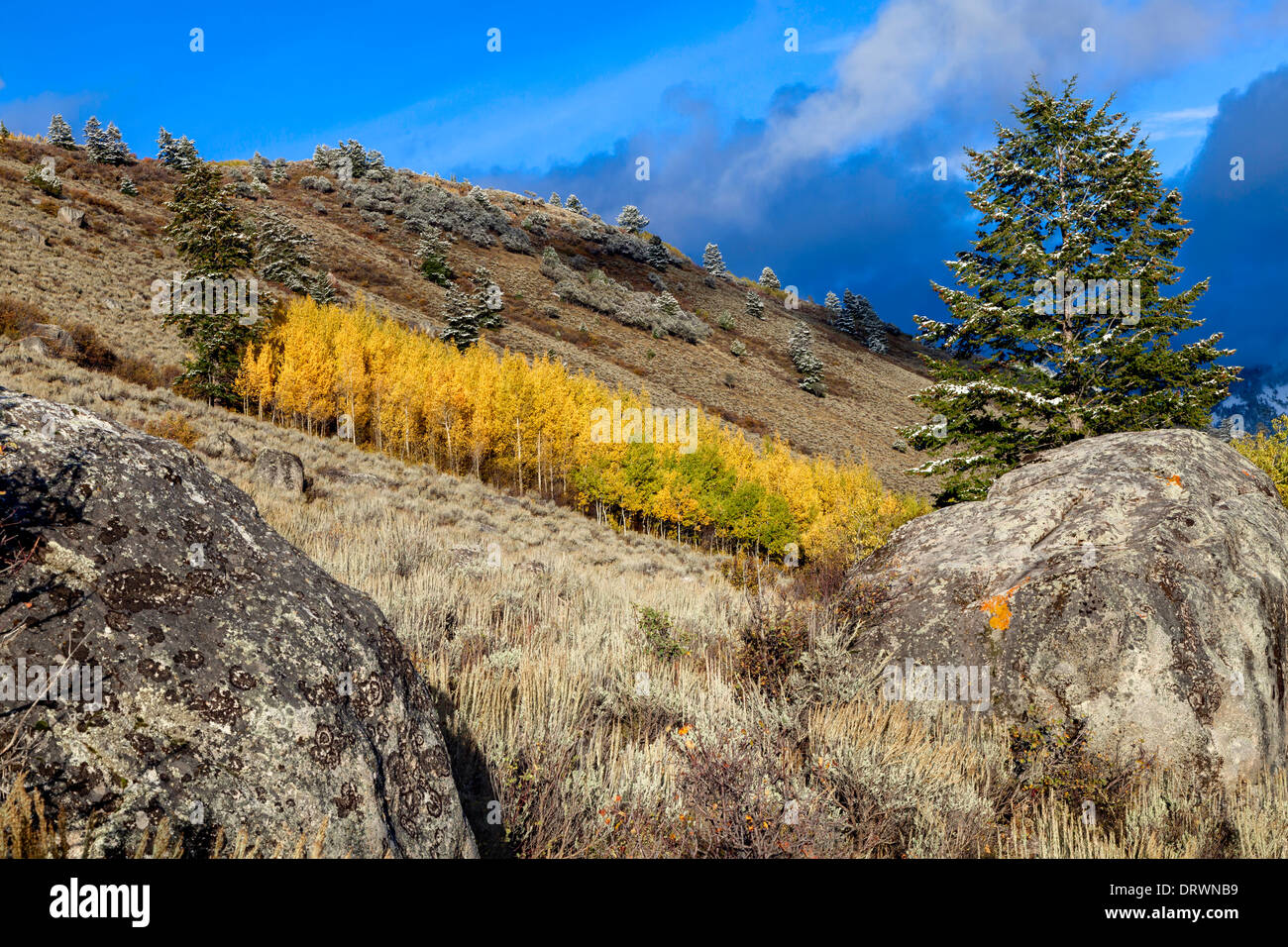 Fall color in Idaho Stock Photo - Alamy