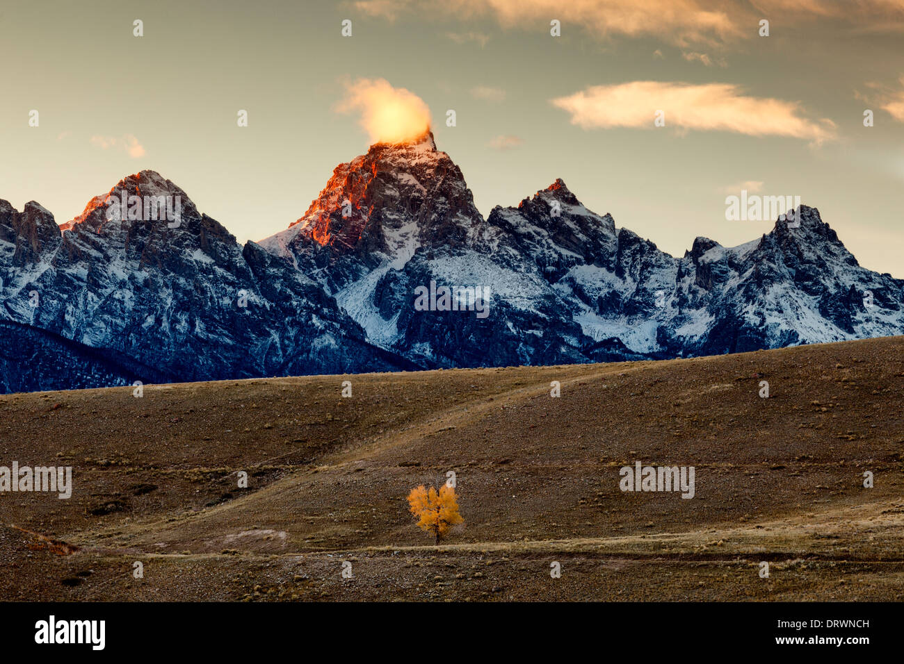 Lone tree with Grand Tetons Stock Photo - Alamy