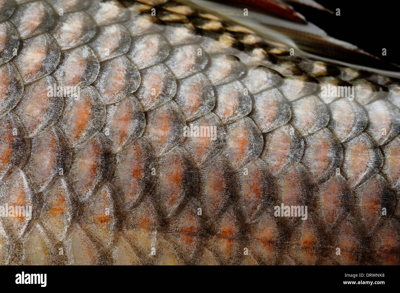Jullieni hi-res stock photography and images - Alamy