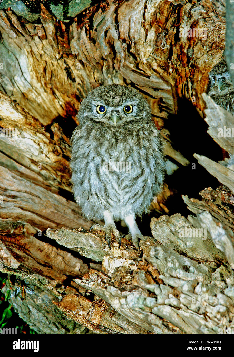 Young Little Owl at it's nest site in a dead Elm tree Stock Photo - Alamy