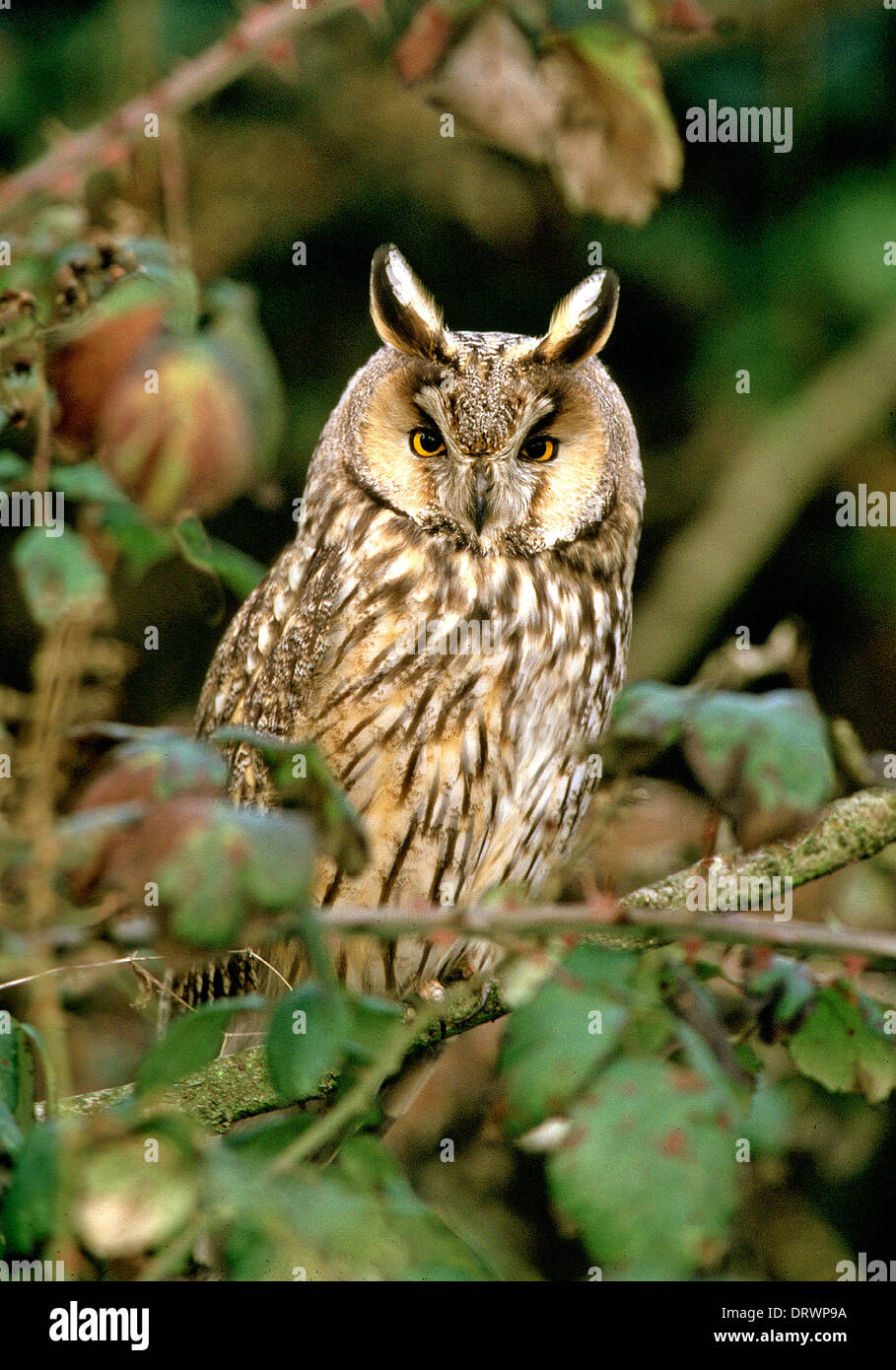 Long eared owl roost group hi-res stock photography and images - Alamy