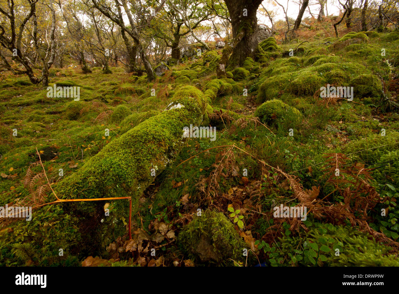 Moss in woodland Stock Photo - Alamy