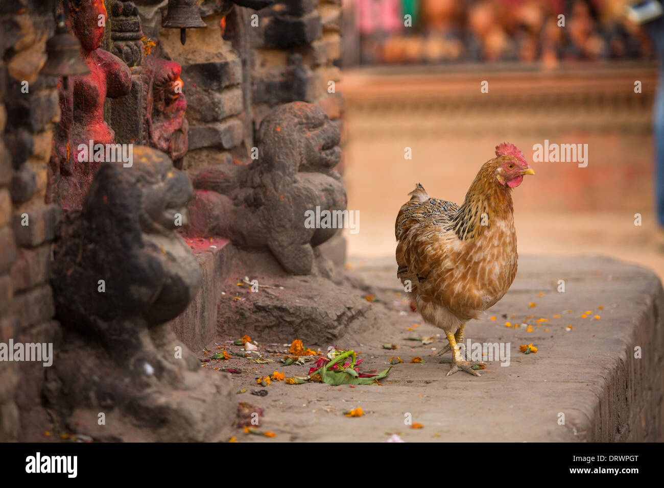 Chicken in Nepalese village Stock Photo - Alamy