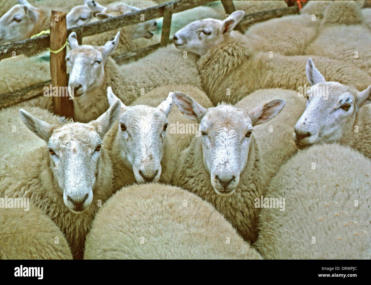 Findon sheep hi-res stock photography and images - Alamy