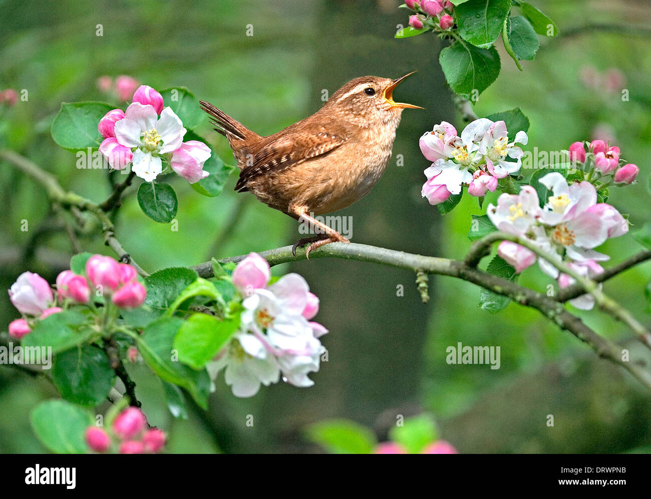 Wren singing in an Apple tree with pink blossom Stock Photo - Alamy