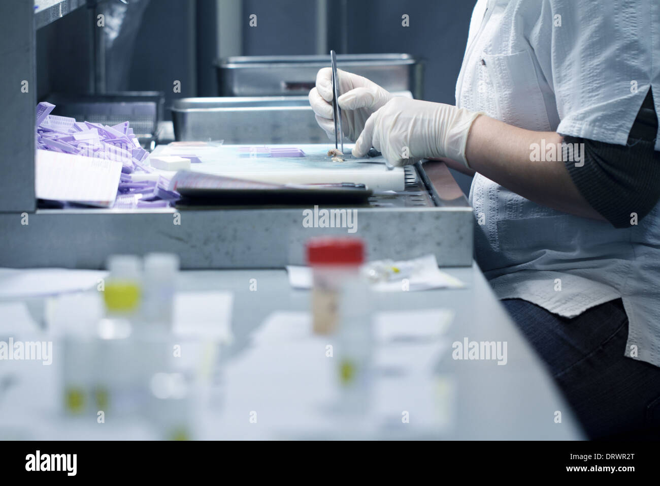 histology samples preparing in a pathology labor Stock Photo - Alamy
