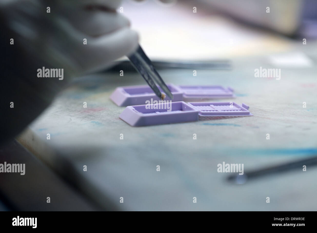 histology samples preparing in a pathology labor Stock Photo - Alamy