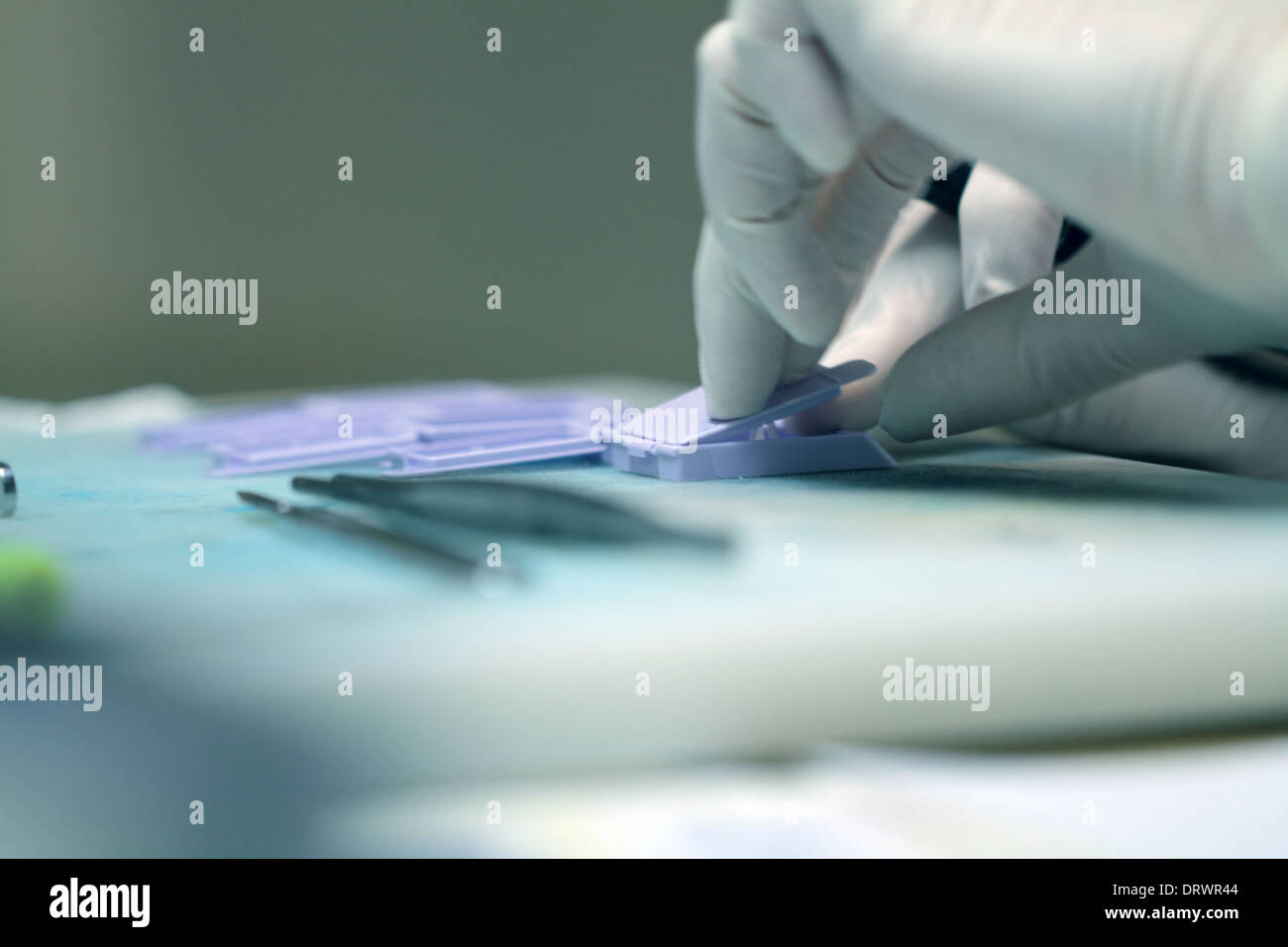 histology samples preparing in a pathology labor Stock Photo - Alamy