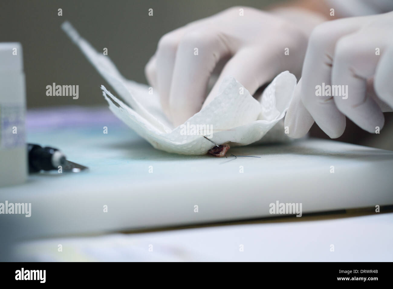 histology samples preparing in a pathology labor Stock Photo - Alamy