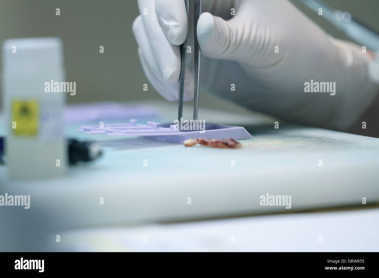 histology samples preparing in a pathology labor Stock Photo - Alamy