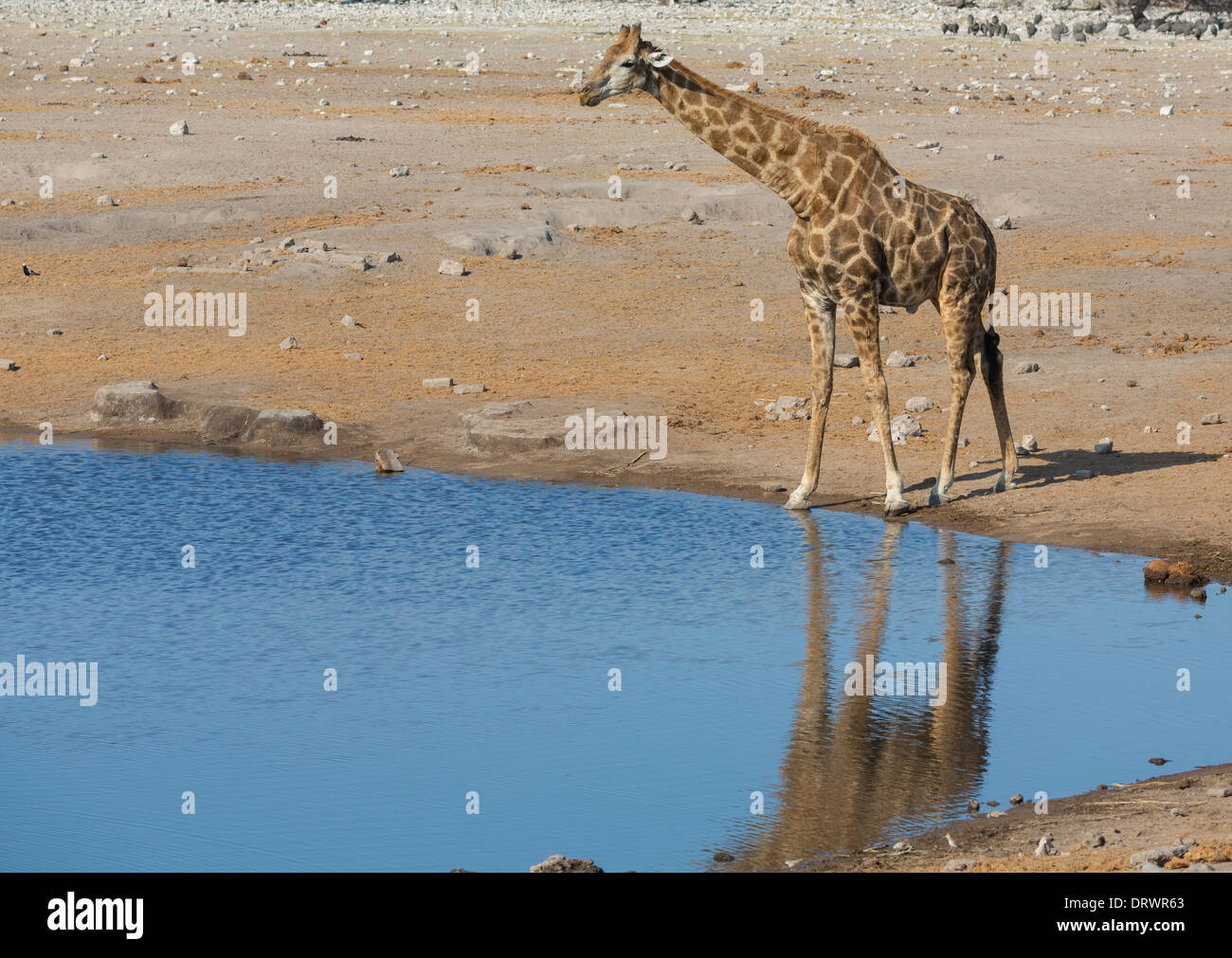 Giraffe drinking water hi-res stock photography and images - Alamy