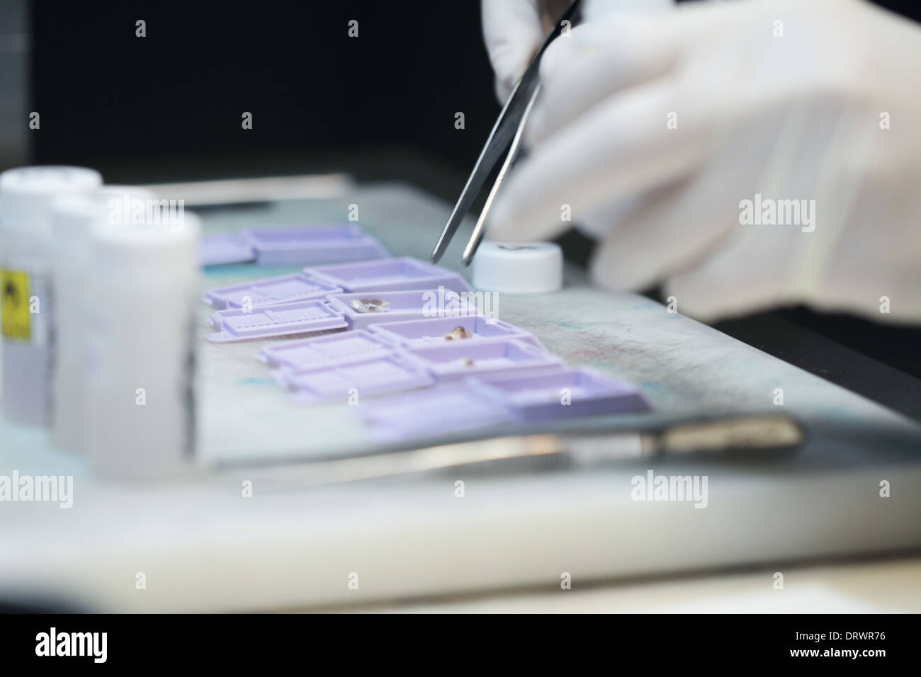 histology samples preparing in a pathology labor Stock Photo - Alamy