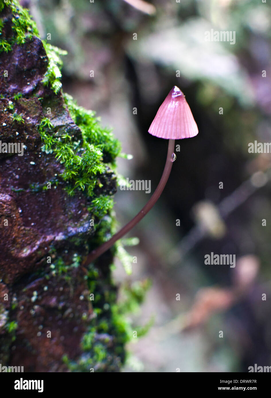 Fungi diversity hi-res stock photography and images - Alamy