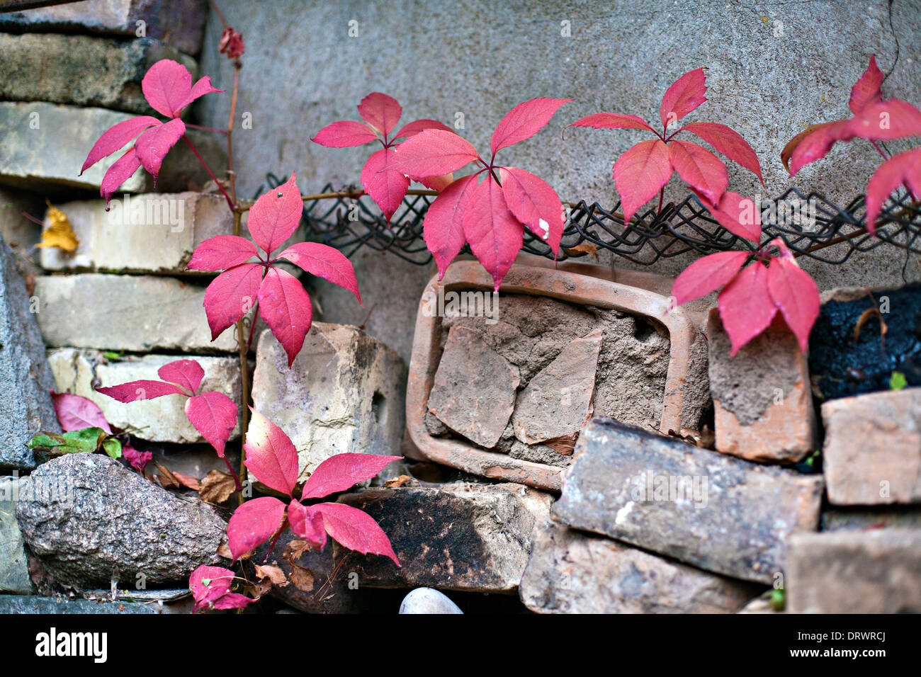 Five finger plant hi-res stock photography and images - Alamy