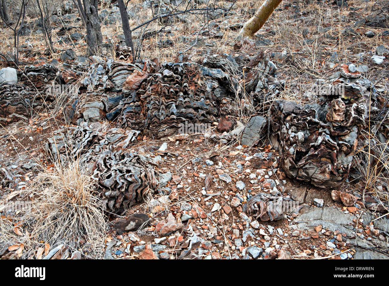 Cyanobacteria fossil hi-res stock photography and images - Alamy