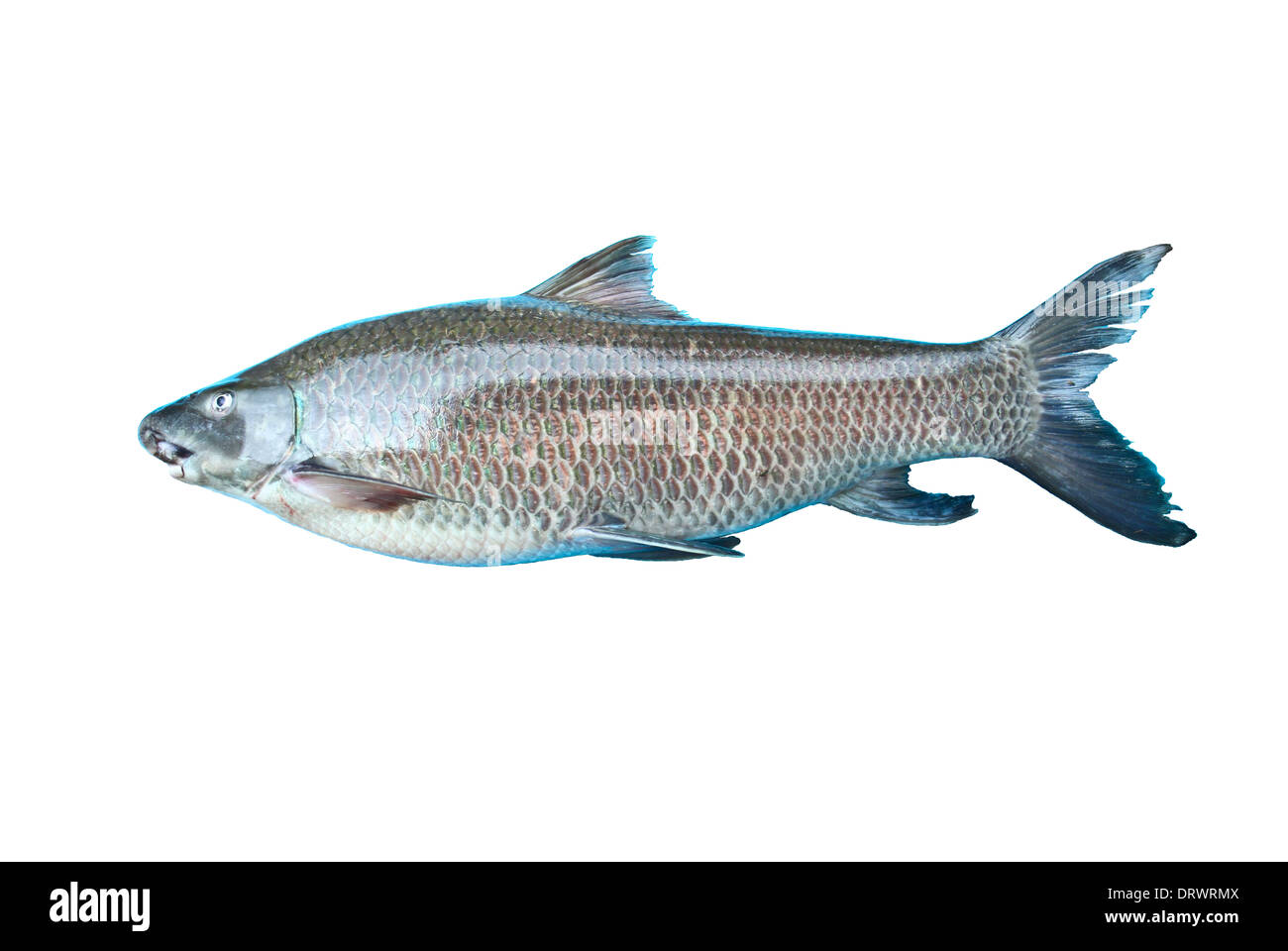 Labeo dyocheilus Freshwater fishes of Thailand Stock Photo - Alamy