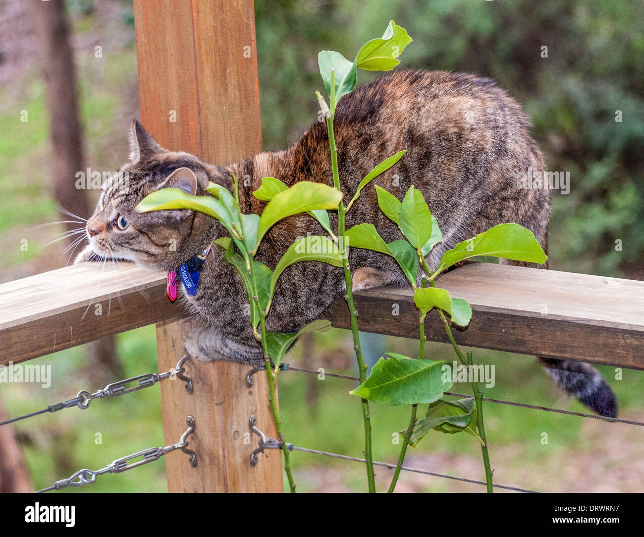 female tabby cat being playful and funny on the balcony rail twisting ...