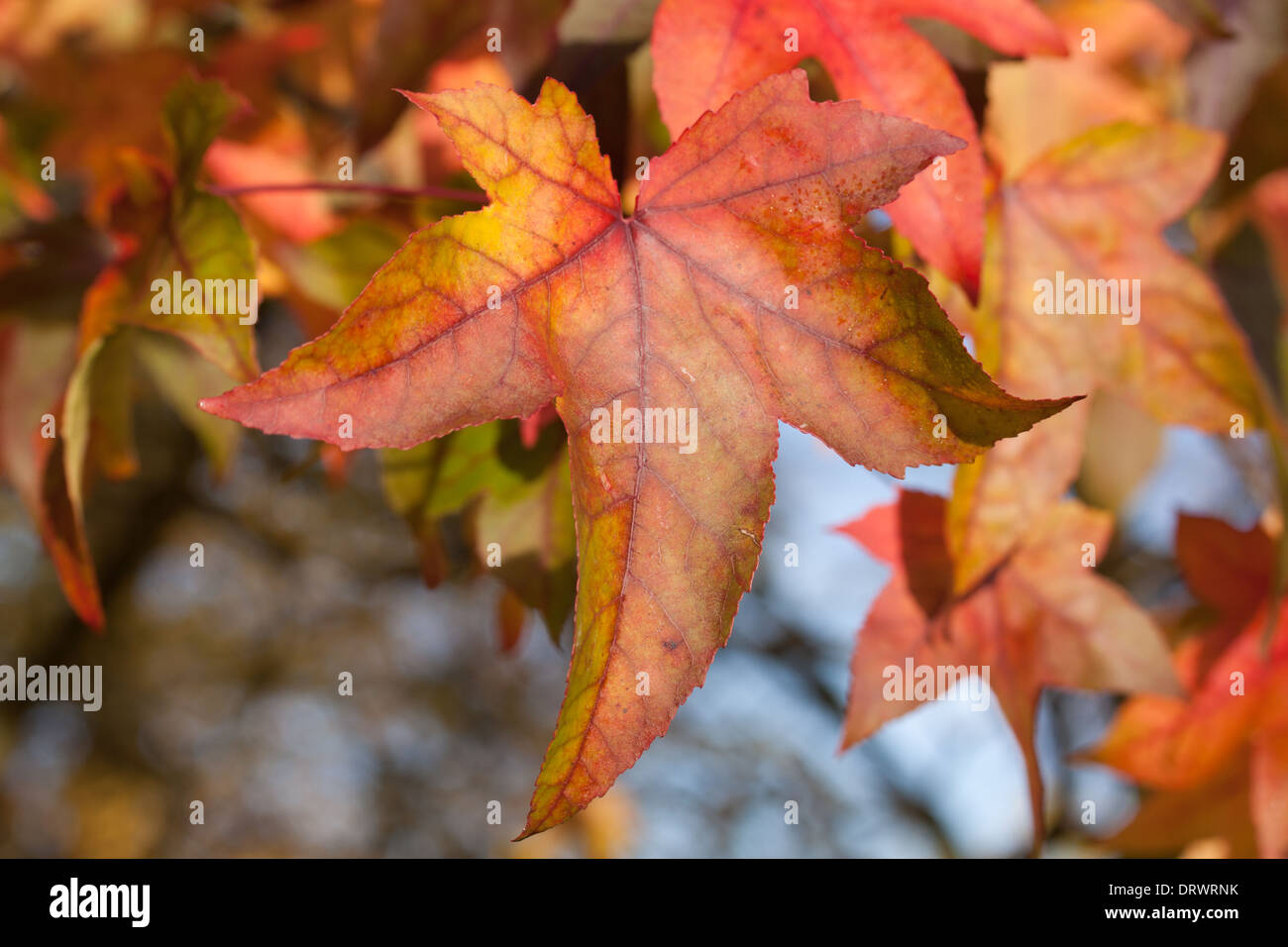 Close up maple hi-res stock photography and images - Alamy