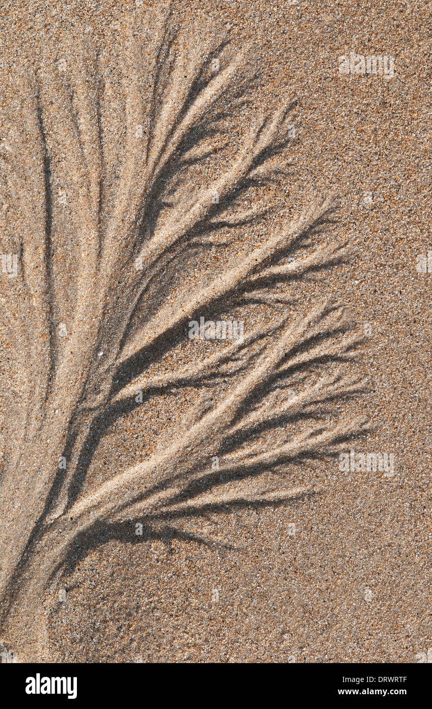 Seaweed shapes hi-res stock photography and images - Alamy