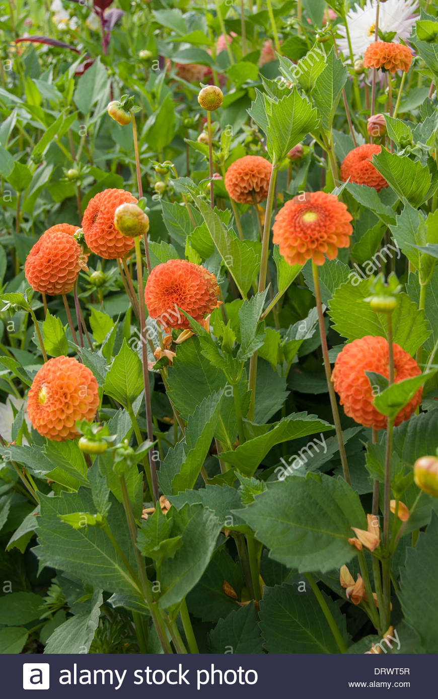 Orange Pompon Dahlia 'bantling' Stock Photo, Royalty Free Image ...