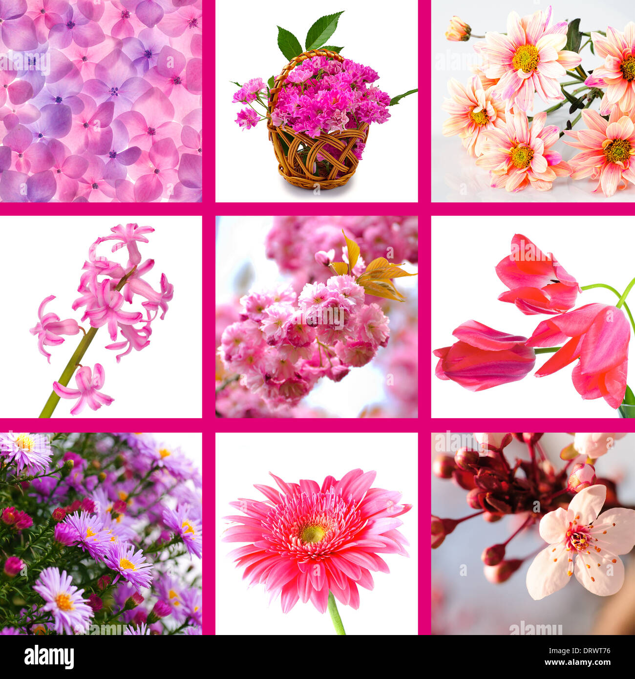 wild pink flowers collage of nine photos Stock Photo - Alamy