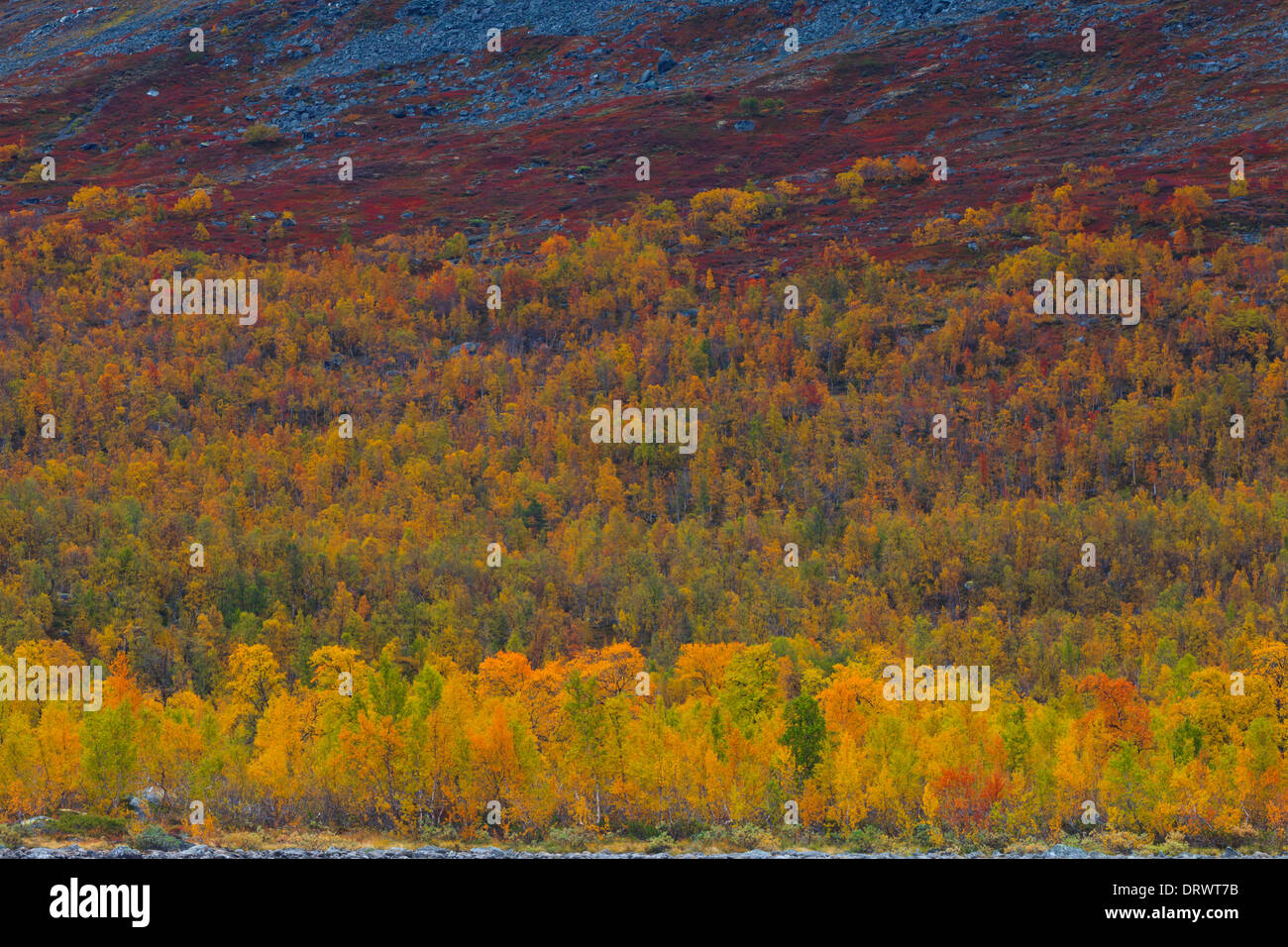 Fall colors at Strynefjellet, Norway Stock Photo - Alamy