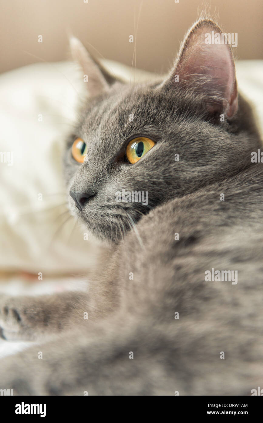 Gray cat with yellow eyes Stock Photo - Alamy