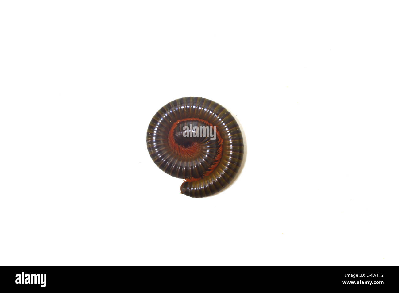 Black diplopoda arthropod hi-res stock photography and images - Alamy