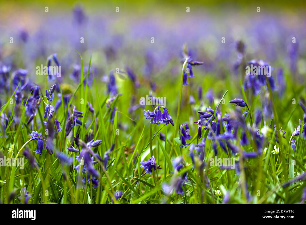 Scottish blue bells hi-res stock photography and images - Alamy