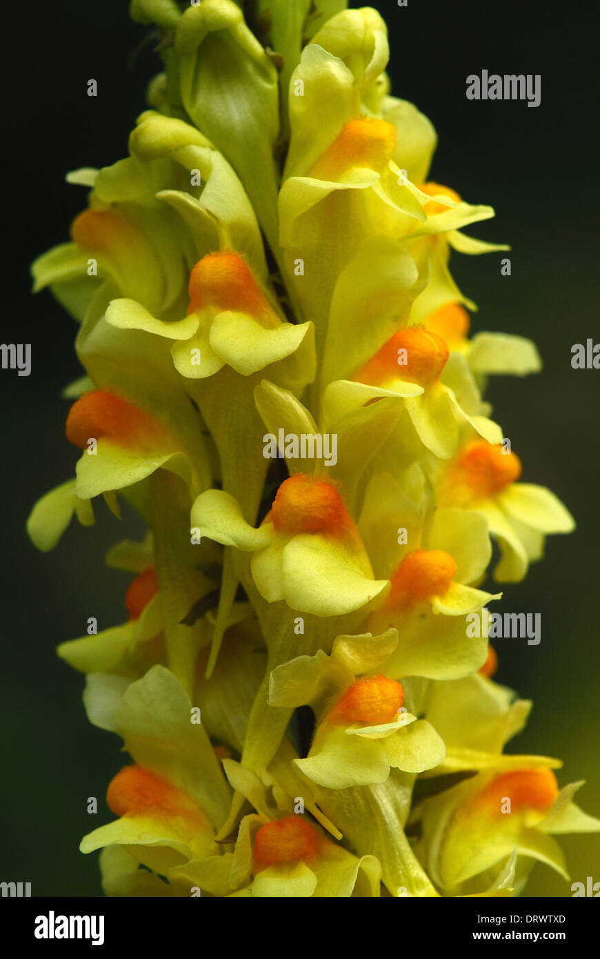 Common toadflax hi-res stock photography and images - Alamy