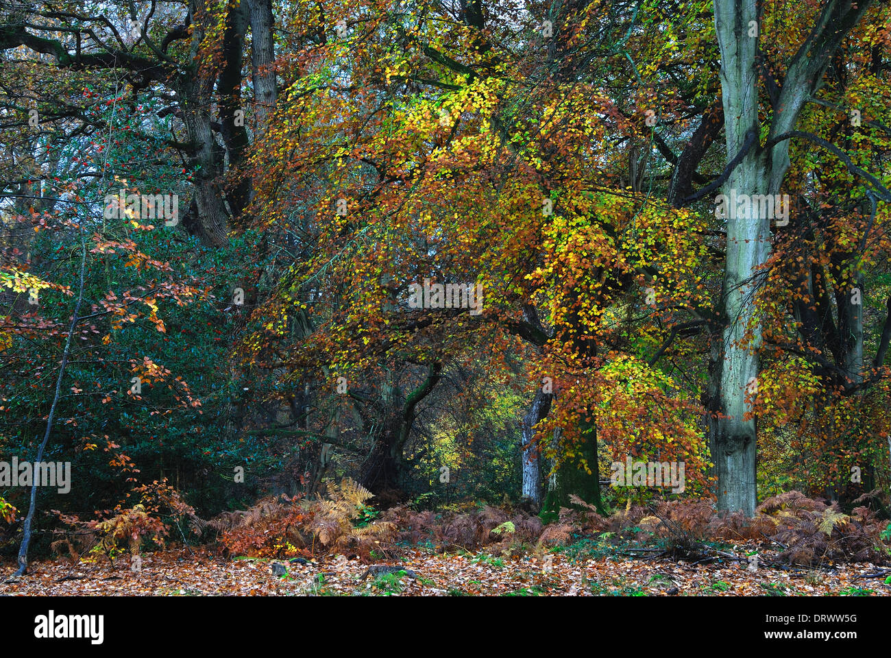 Savernake forest hi-res stock photography and images - Alamy