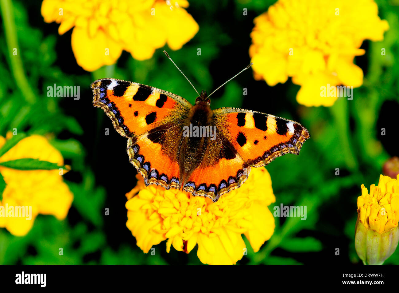 French butterfly hi-res stock photography and images - Alamy