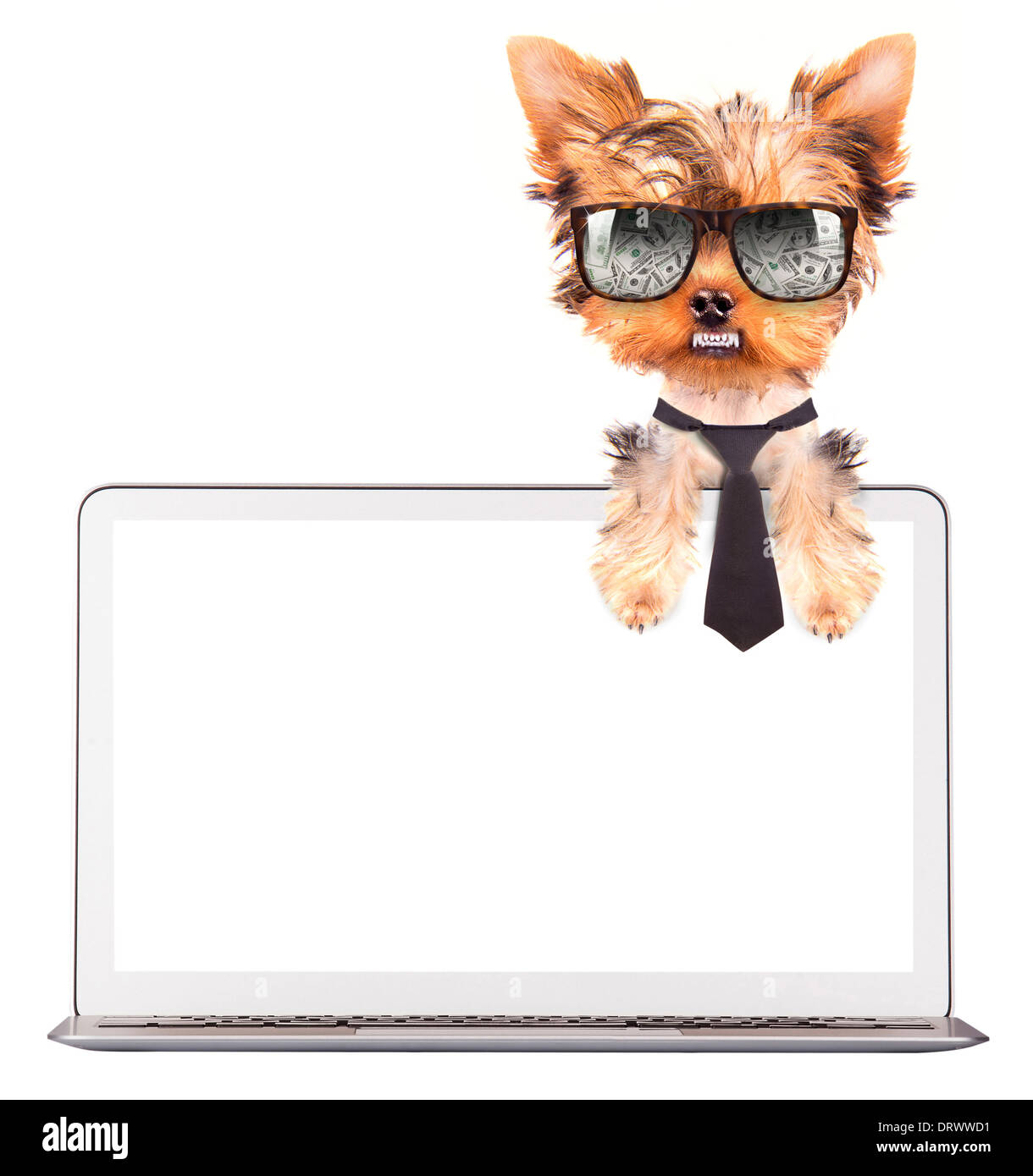 dog using a computer laptop with empty screen Stock Photo - Alamy