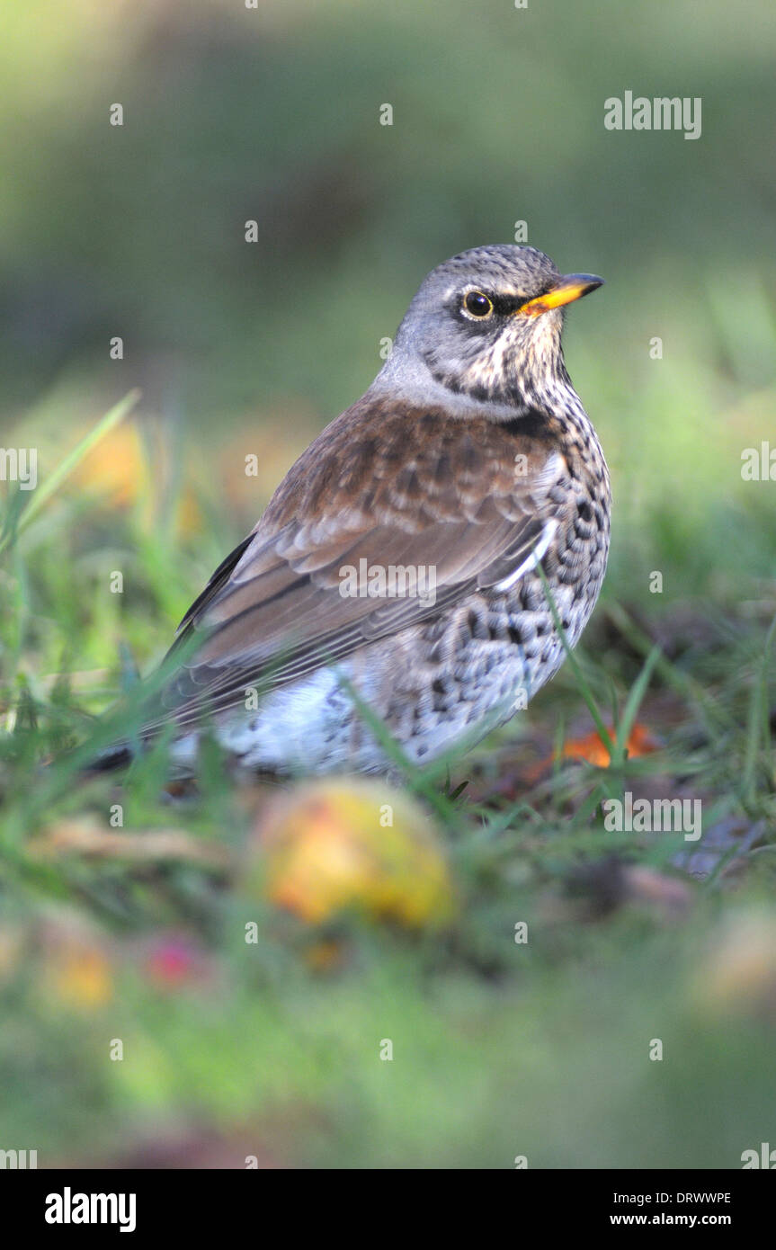 Fieldfare hi-res stock photography and images - Alamy