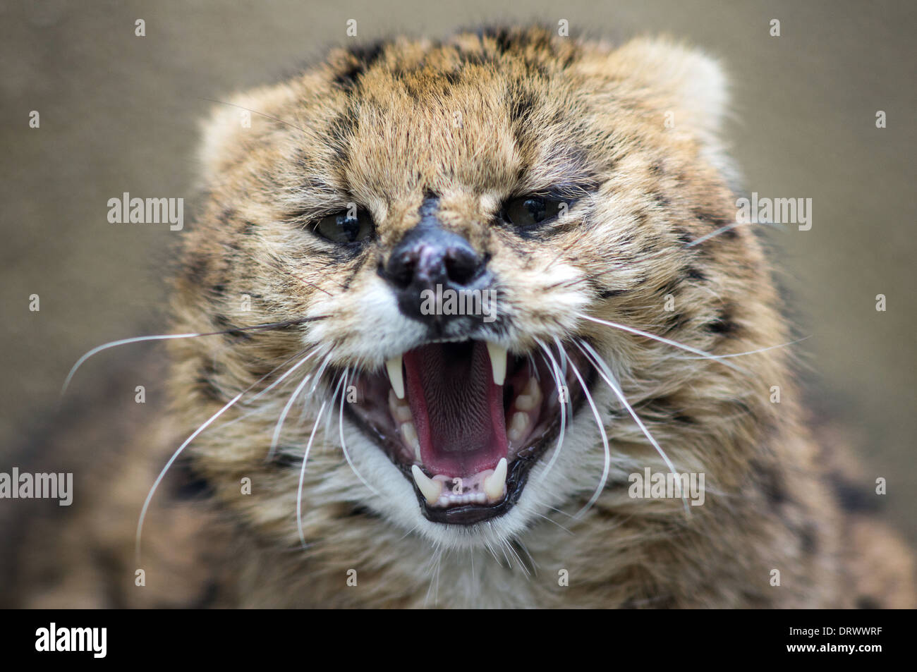 Serval cat tree hi-res stock photography and images - Alamy