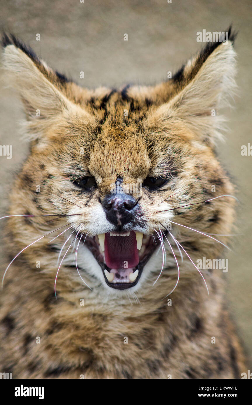 Serval cat tree hi-res stock photography and images - Alamy