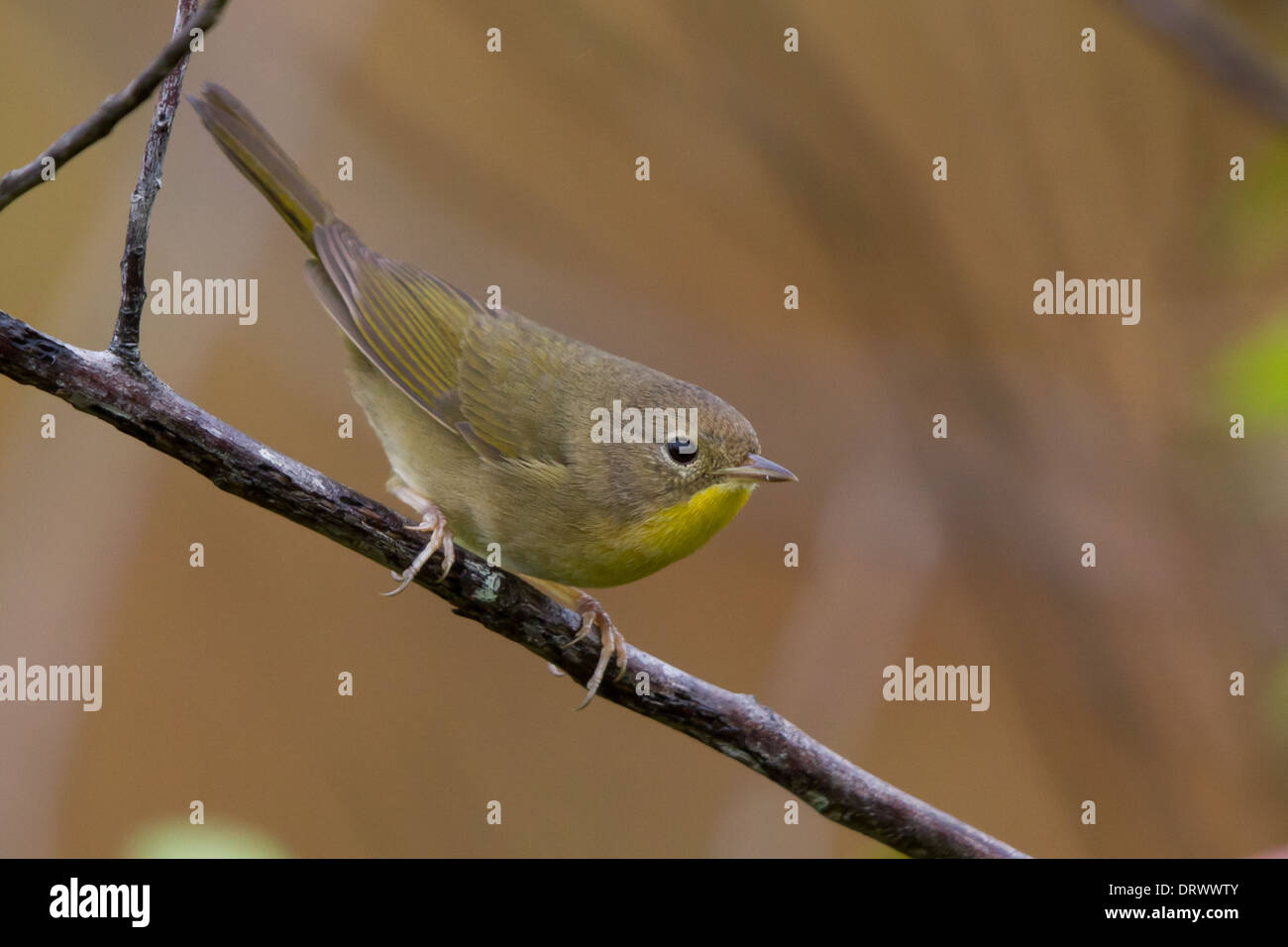 female Common Yellowthroat (Geothlypis trichas Stock Photo - Alamy