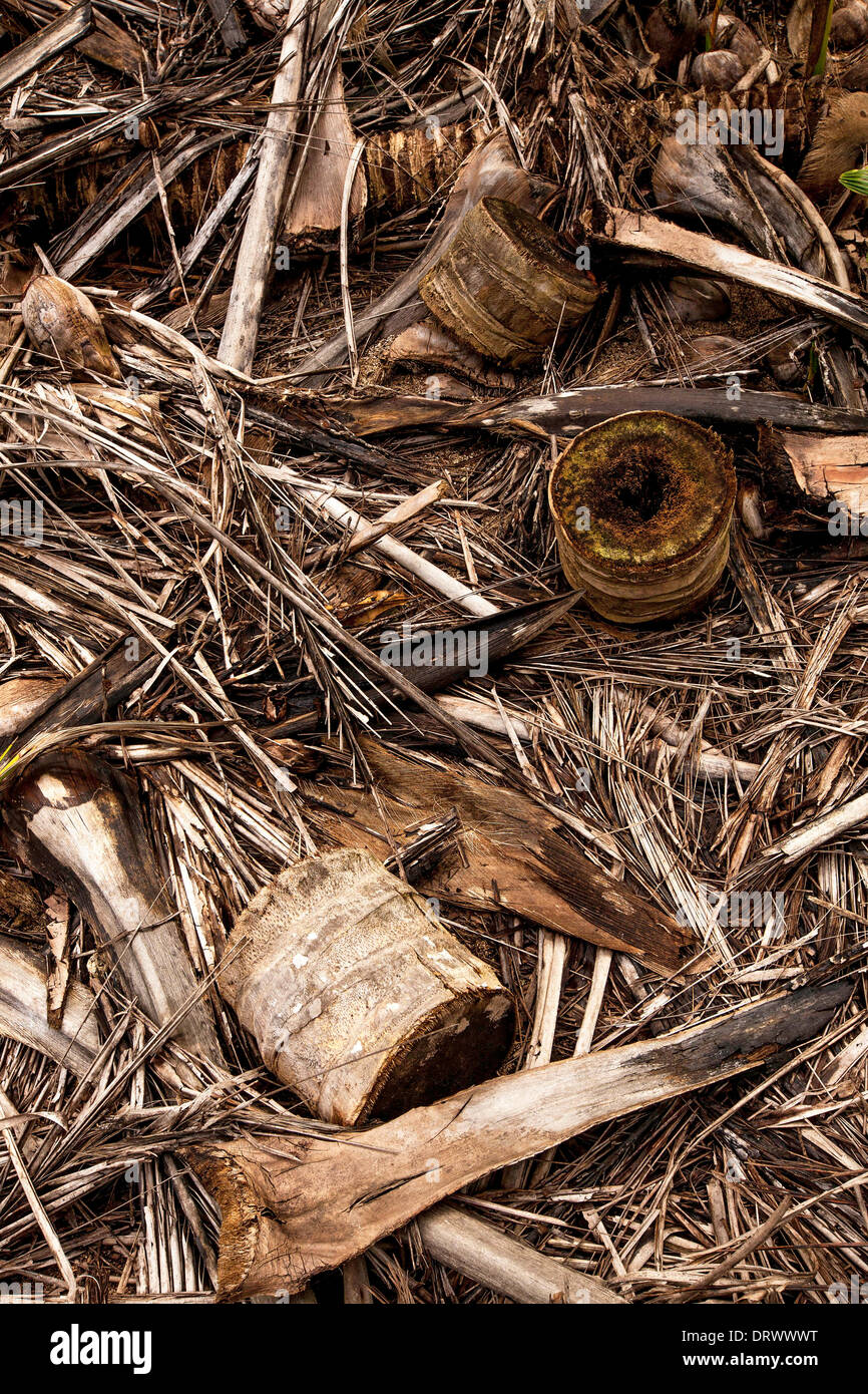 Wood scraps on the forest ground Stock Photo - Alamy