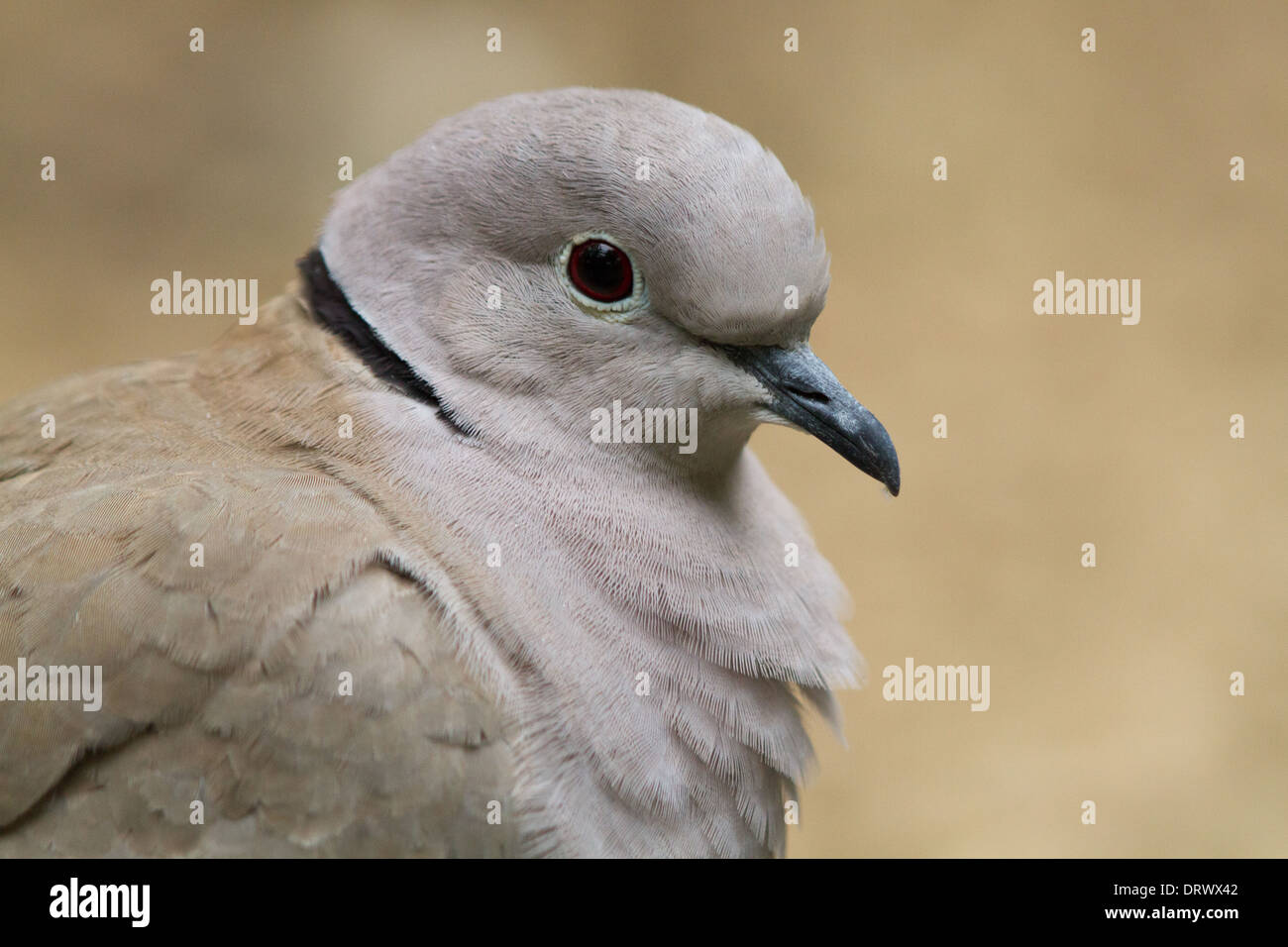 Indian turtle dove hi-res stock photography and images - Alamy