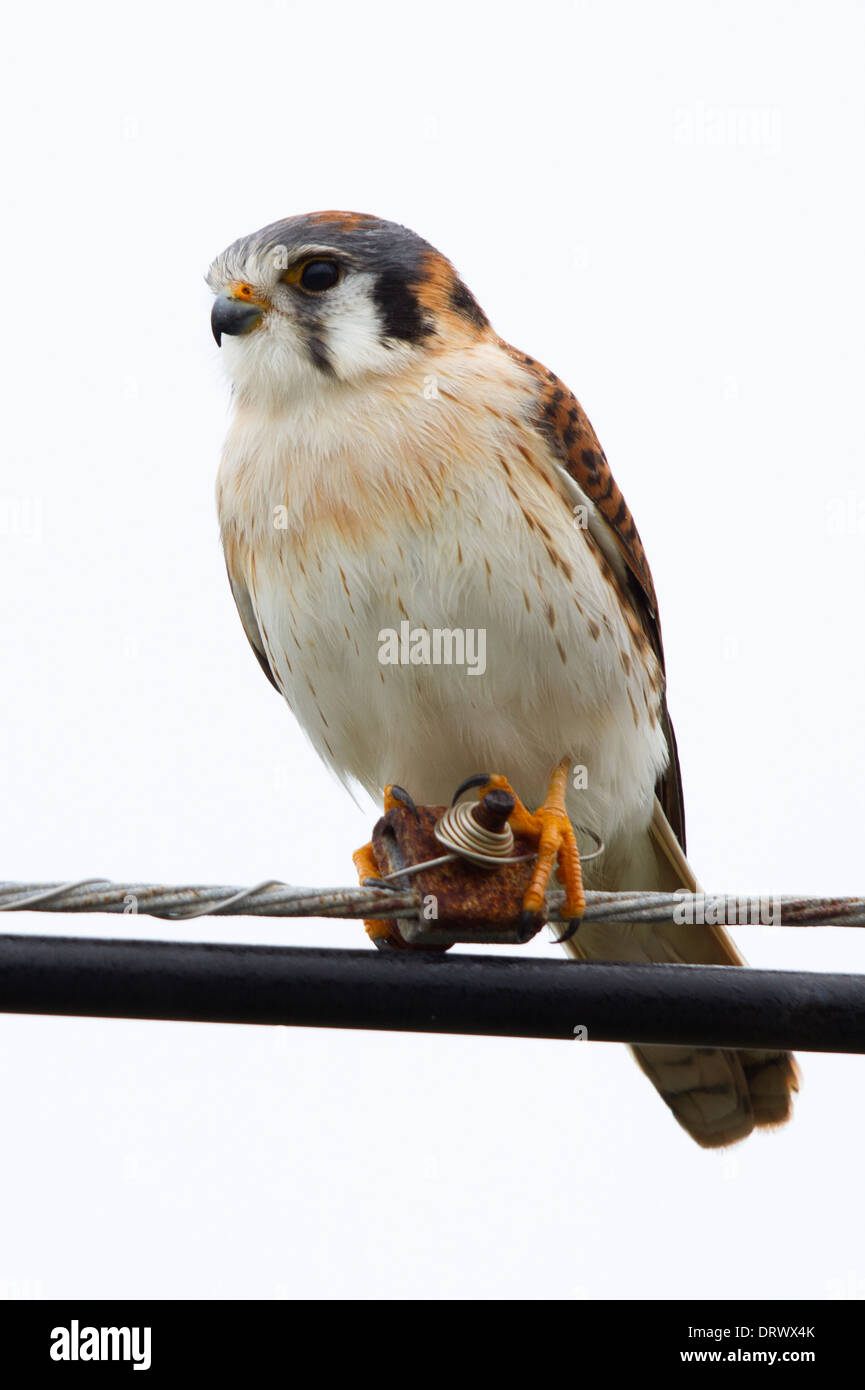 Falco sparverius Cut Out Stock Images & Pictures - Alamy