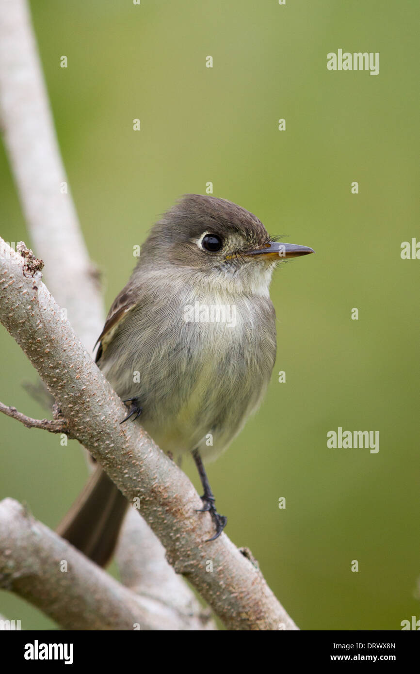 Caribaeus hi-res stock photography and images - Alamy