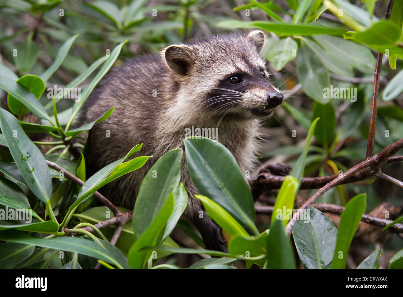 Grand bandit hi-res stock photography and images - Alamy